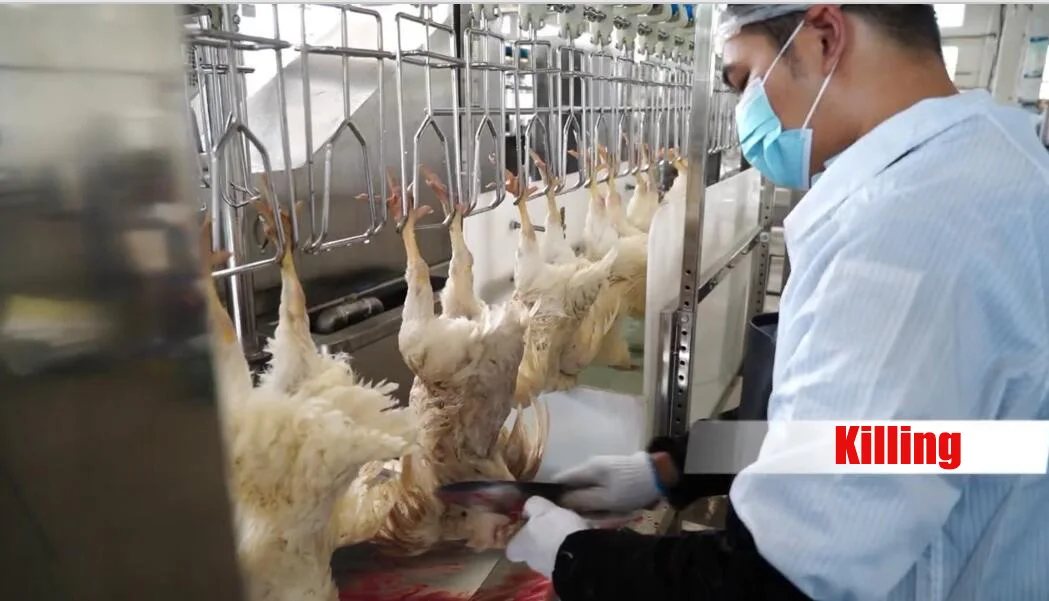 High Efficiency Chicken Slaughter Machine - XINBAIYUN