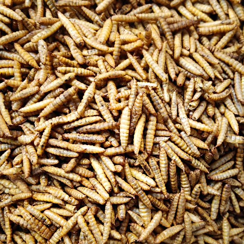 Alibaba.com: High Protein Dried Mealworms and Black Soldier Flies Larva ...