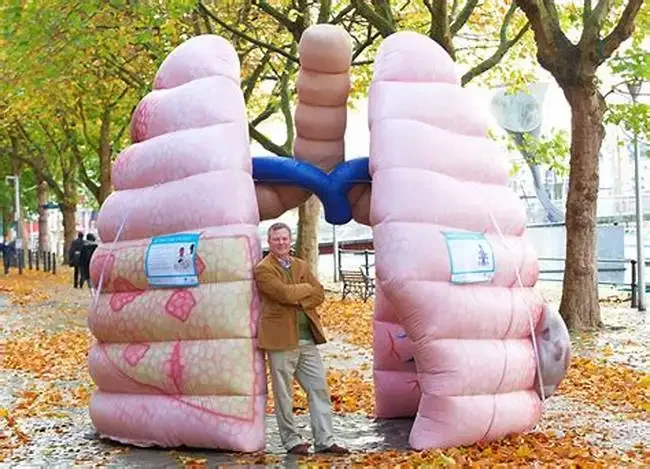 Customized Giant PVC Inflatable Lungs for Teaching Display