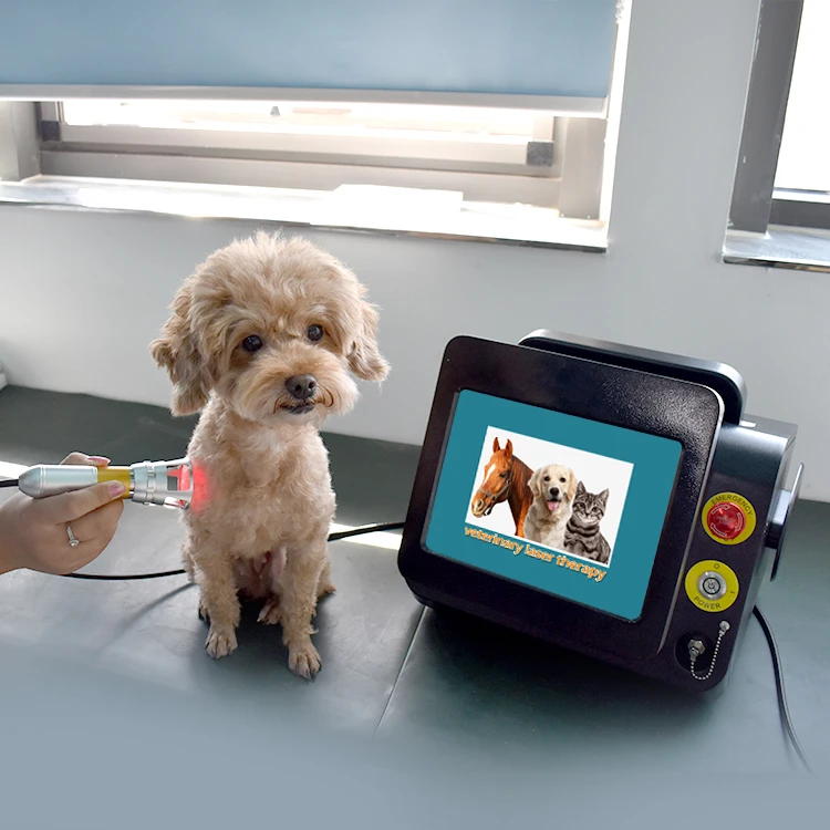 Pain Therapy Veterinary Laser 20w 980nm Class 4 Laser Physiotherapy ...
