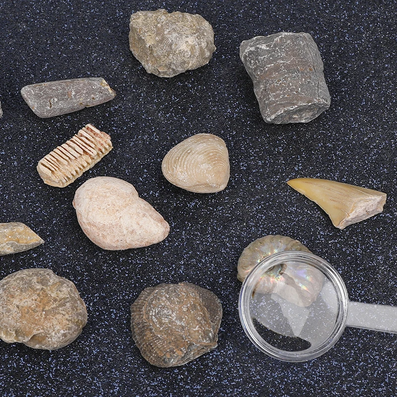 Genuine Fossil Collection - 12 Fossils,Science Kit For Kids,A Geology ...
