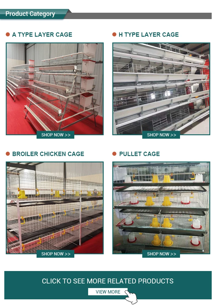 Automatic Broiler Breeding Cage System Broiler Brooding Battery Cage ...
