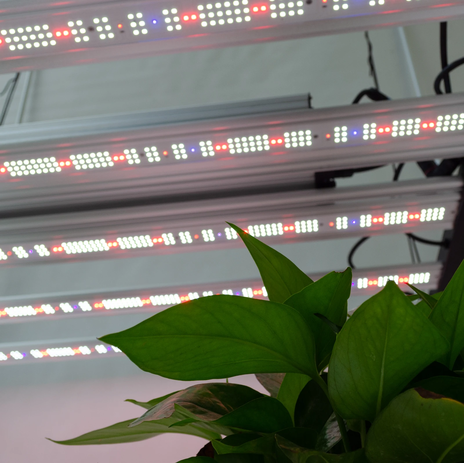 Smart Led Grow Lights 5x5ft With 4 Independent Control Channel Spectrum ...
