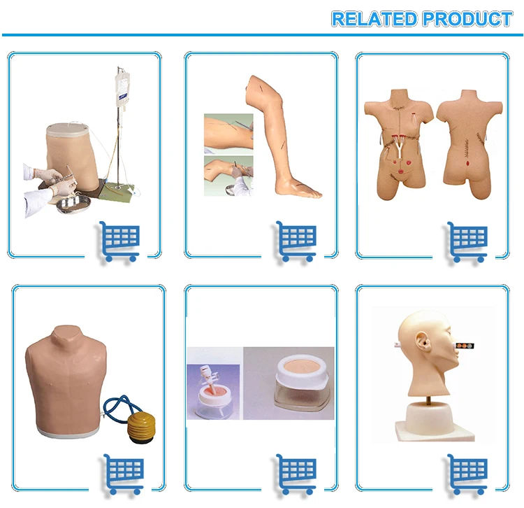 Human Pvc Simulation Female Pelvic Sagittal Section Anatomical Section ...