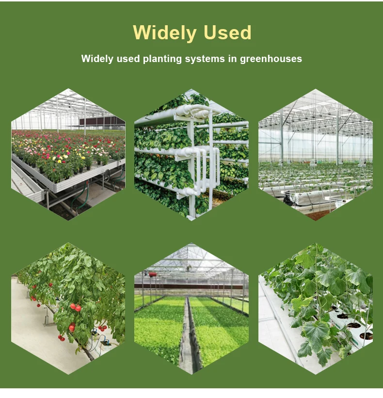 Multi-span Plastic Film Greenhouse for Blueberry Planting