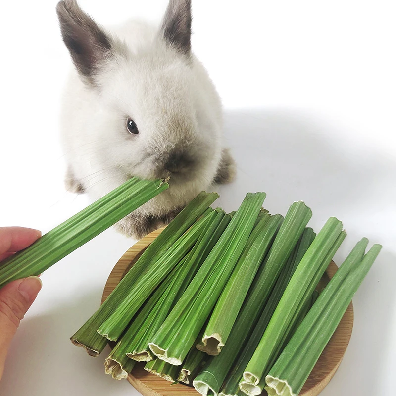 Papaya Crunchy Stems Bunny Rabbit Forage Treat Enrichment Small Animals ...