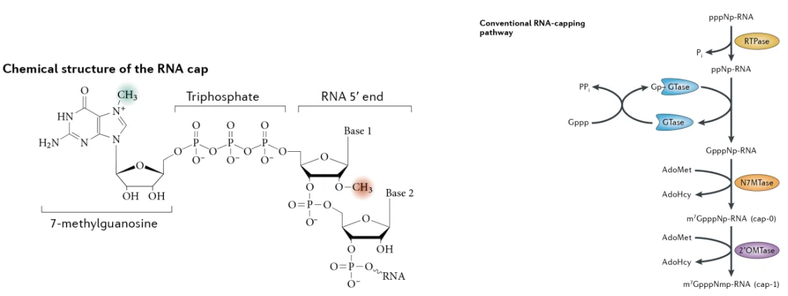 Tinzyme GMP Grade MRNA Cap 2' O Methyltransferase Reacts Only with RNA ...