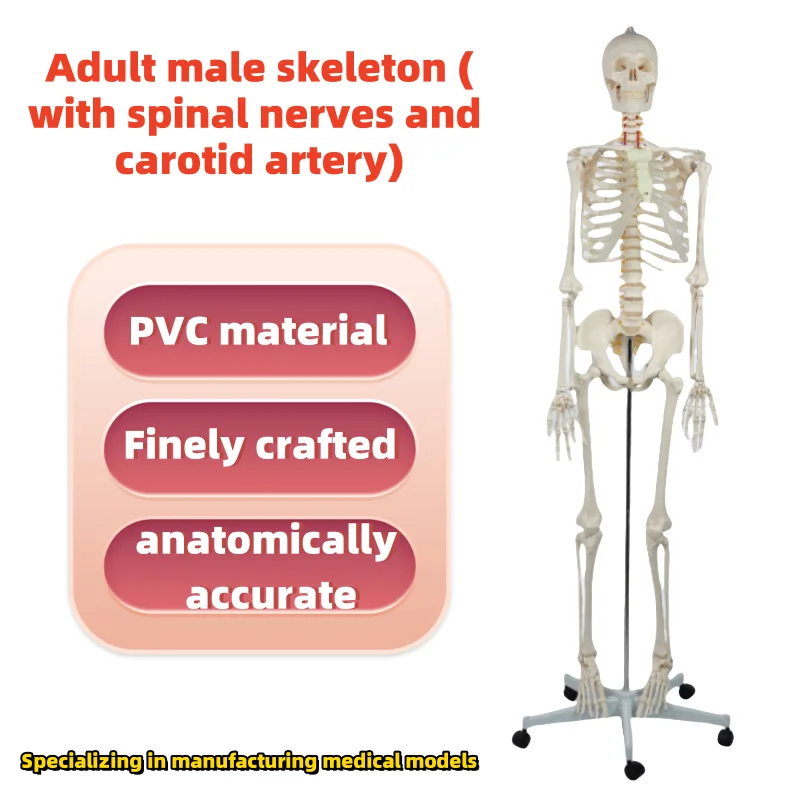 85cm PVC Full-Body Human Skeleton Model with Muscle Origin Insertion ...