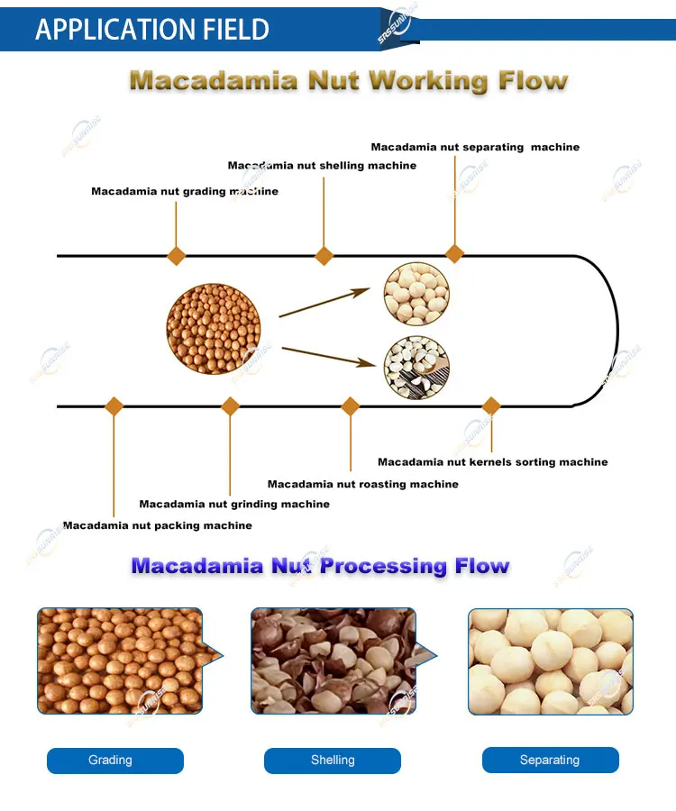 Efficient Macadamia Cashew Nut Processing Equipment