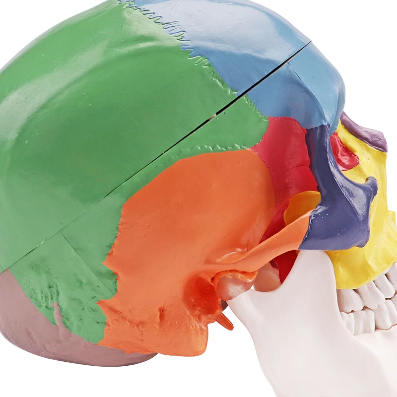 Human Head Model School Skeleton Teaching Medical Anatomical Plastic ...