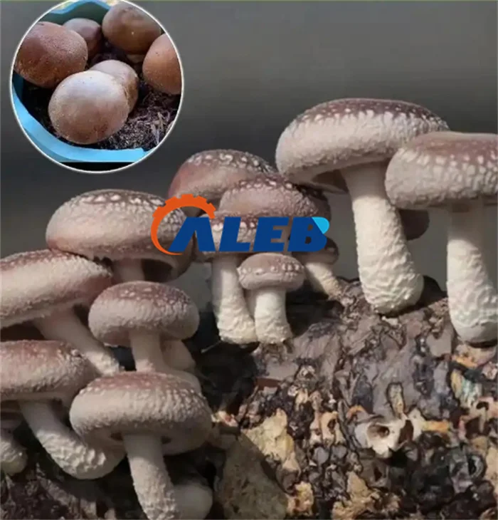 Agricultural Shiitake Mushroom Spore Inoculation Machine