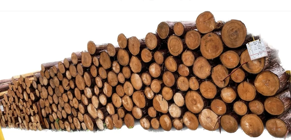 Good Hinoki Cypress Beautiful Cheap Wood Timber Round Hinoki Wood Logs ...