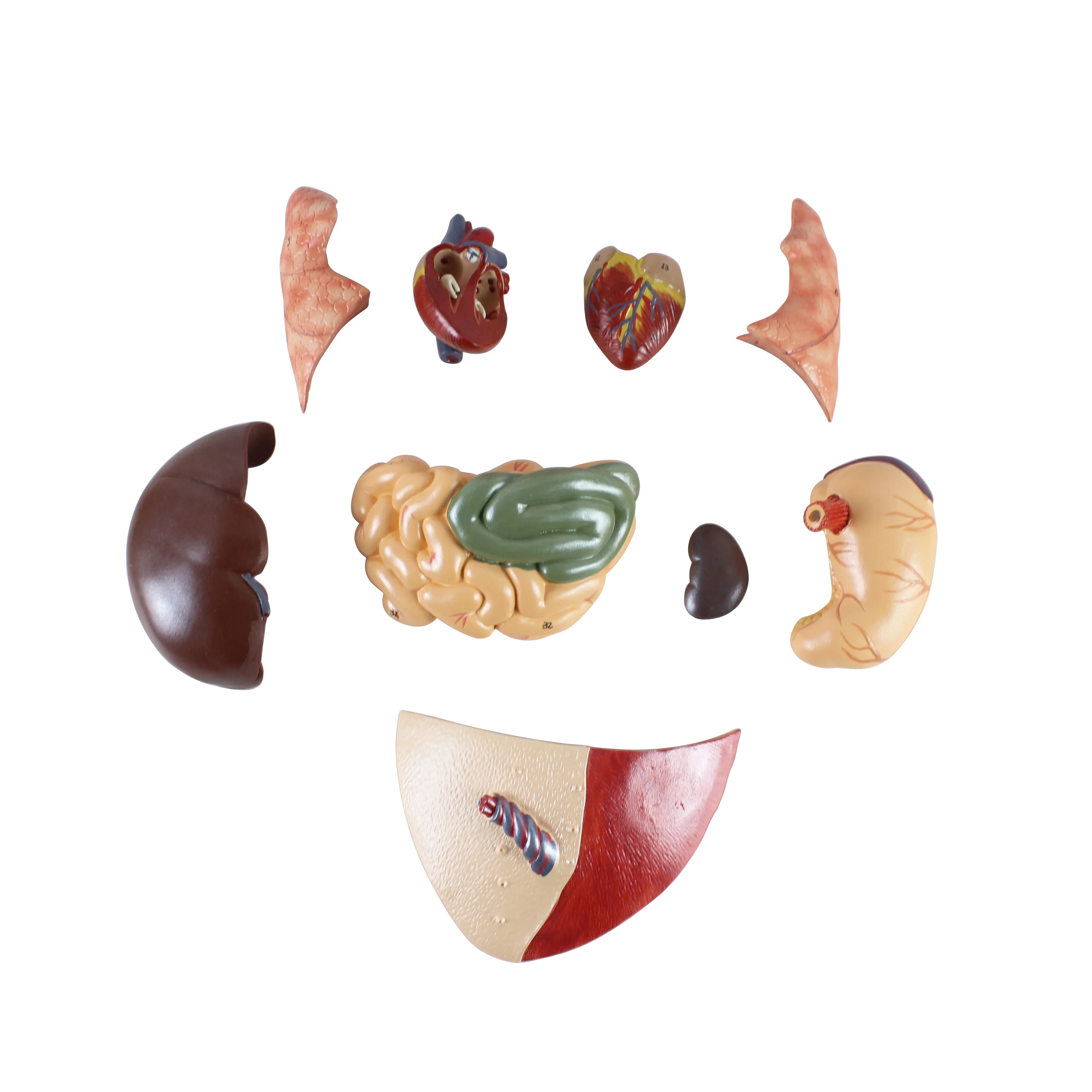 High Quality Pig Anatomy Model Pvc Teaching Pig Embryo Model Animal ...