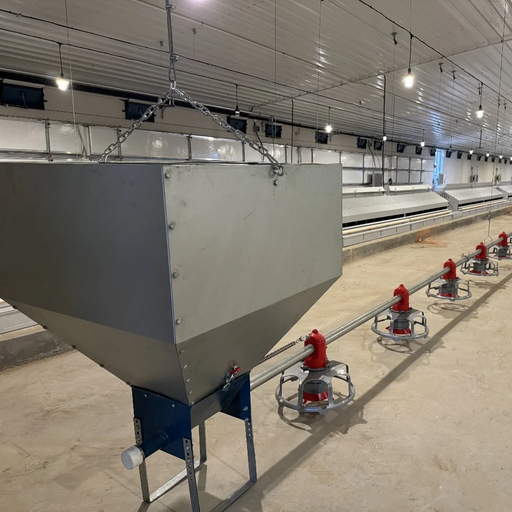10000 Poultry Chicken Houses Feeder Machine - Automatic Broiler Feeding ...