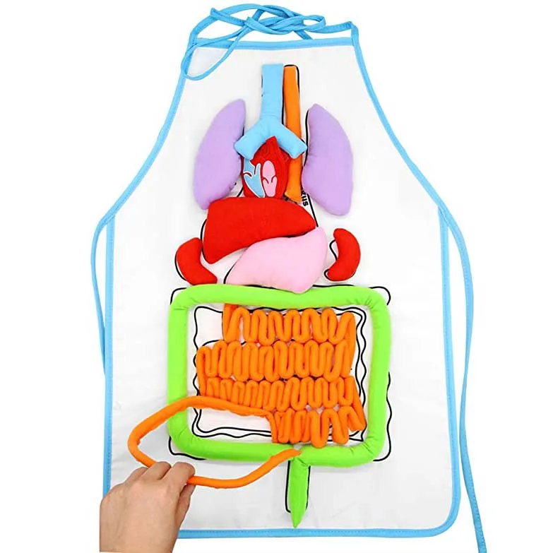 3d Organ Anatomy Apron Kids Anatomy Apron For Home Preschool Teaching ...