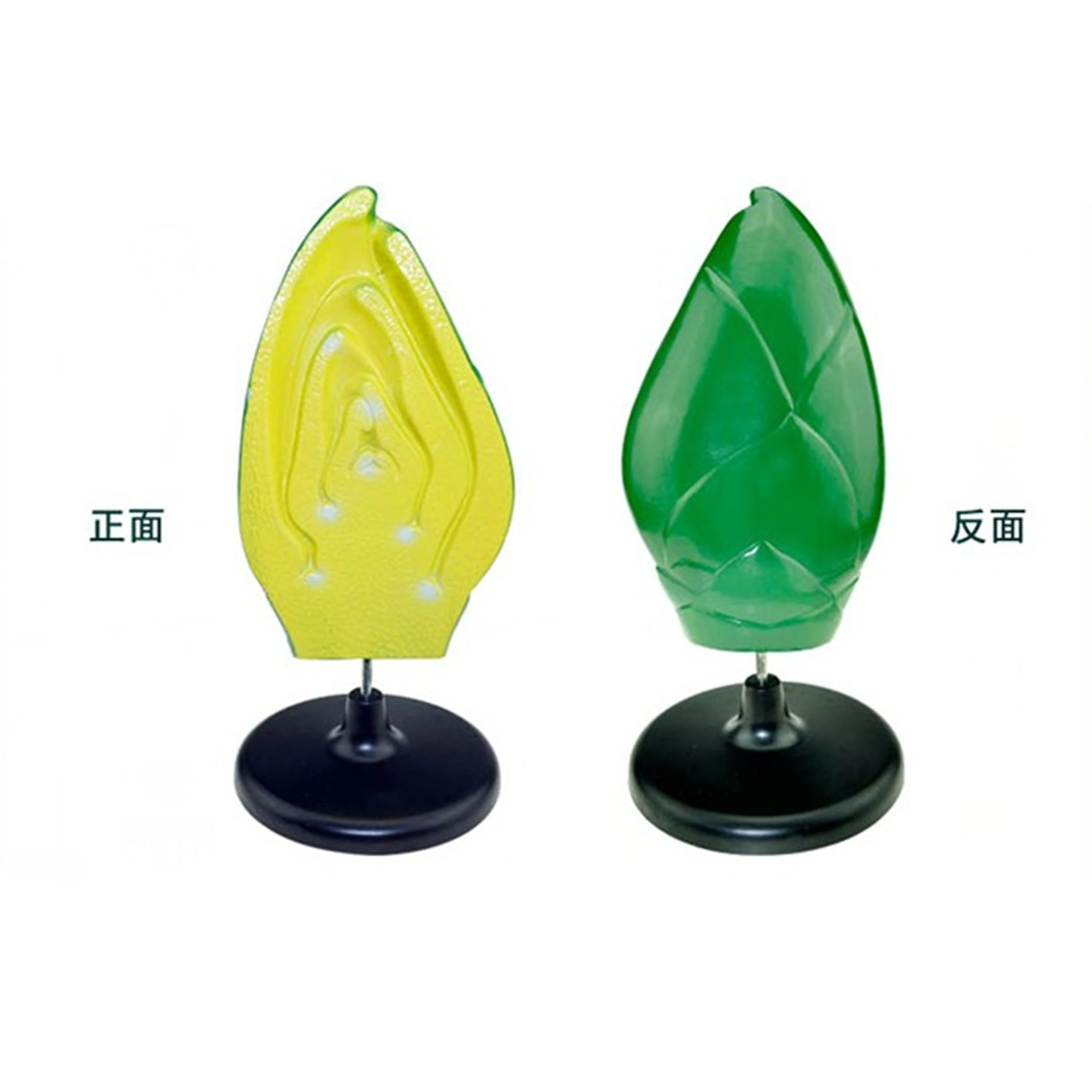 Bud Structure Model Plant Seed Embryo Model Peach Blossom Wheat P ...