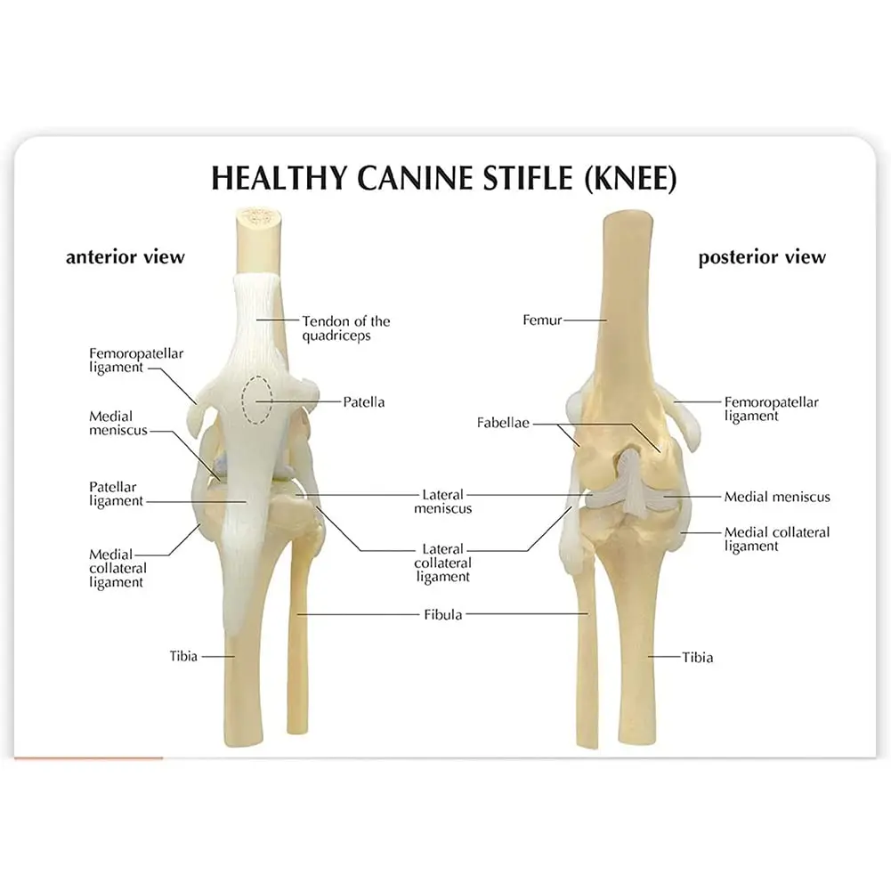 Kyrenmed Canine Stifle Knee Model - 4 Stages of Osteoporosis