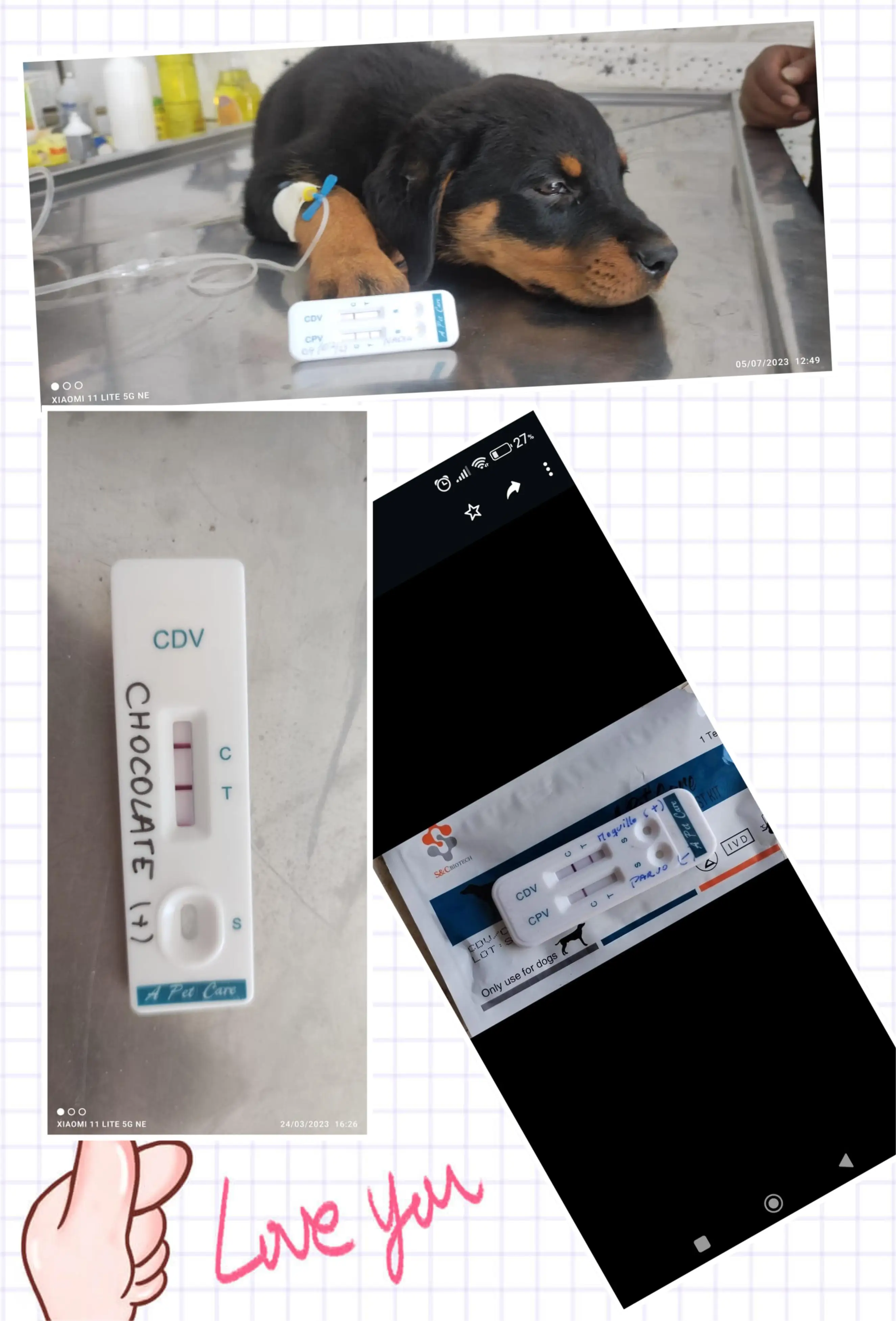 Canine EHR-ANA-BAB-CHW 4 Way Combined Pet test Veterinary Diagnostic ...