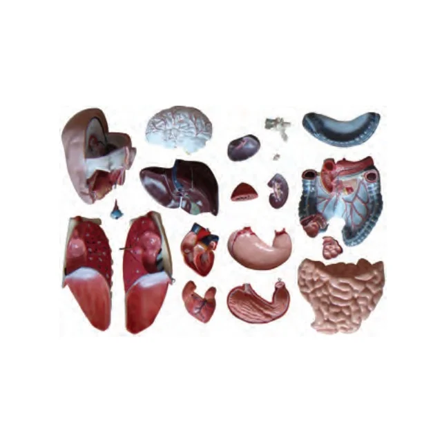 Medical Education Plastic Pvc 85cm Human Sexless Anatomical Torso Model ...