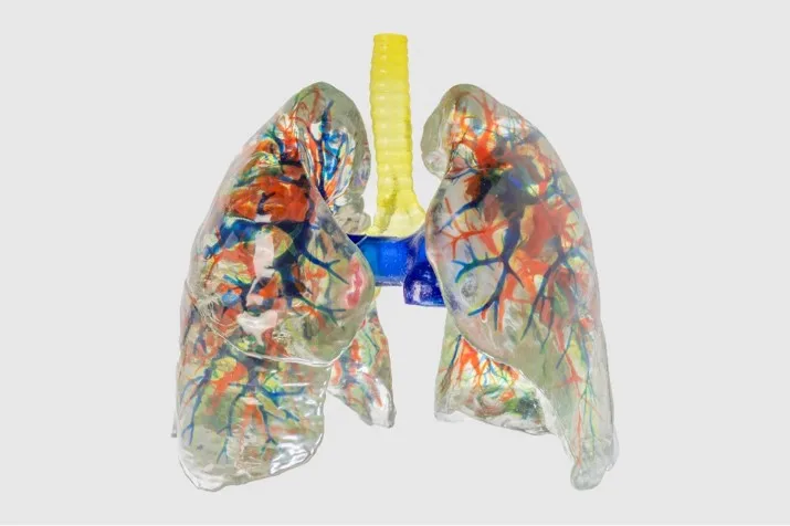Digihuman 3D Printing Lung Segment Model - Transparent Anatomy