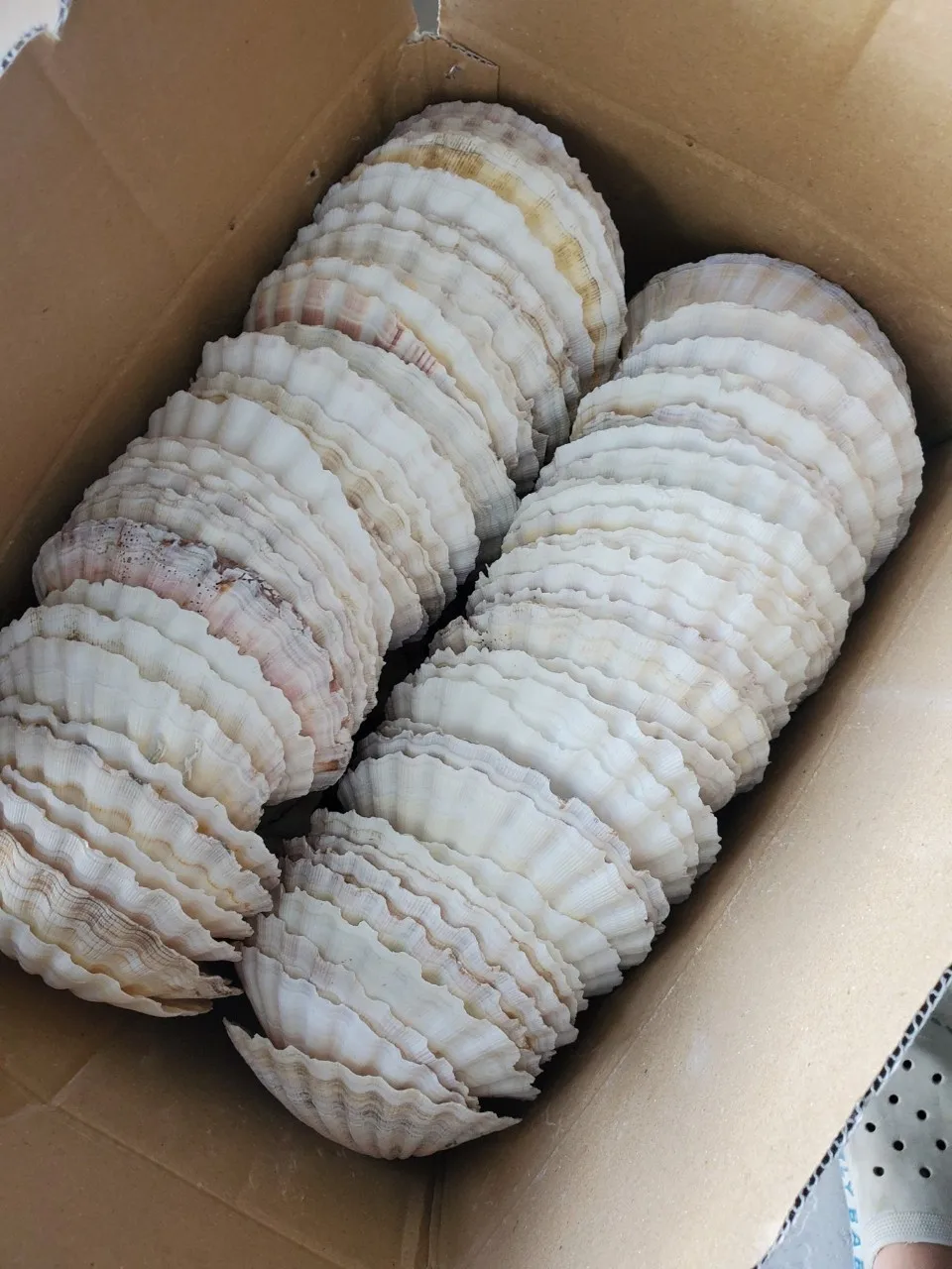 Hot Sales !!! High Quality Best Price Real Natural Scallops Shell With ...