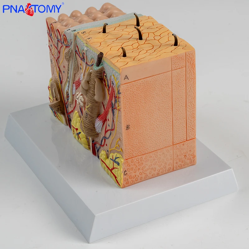 Enlarged Human Skin Structure Model Plastic Hair Layer Structure ...