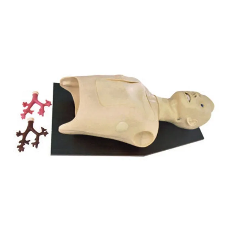 Advanced Bronchial Endoscopy Training Model - Human Simulator