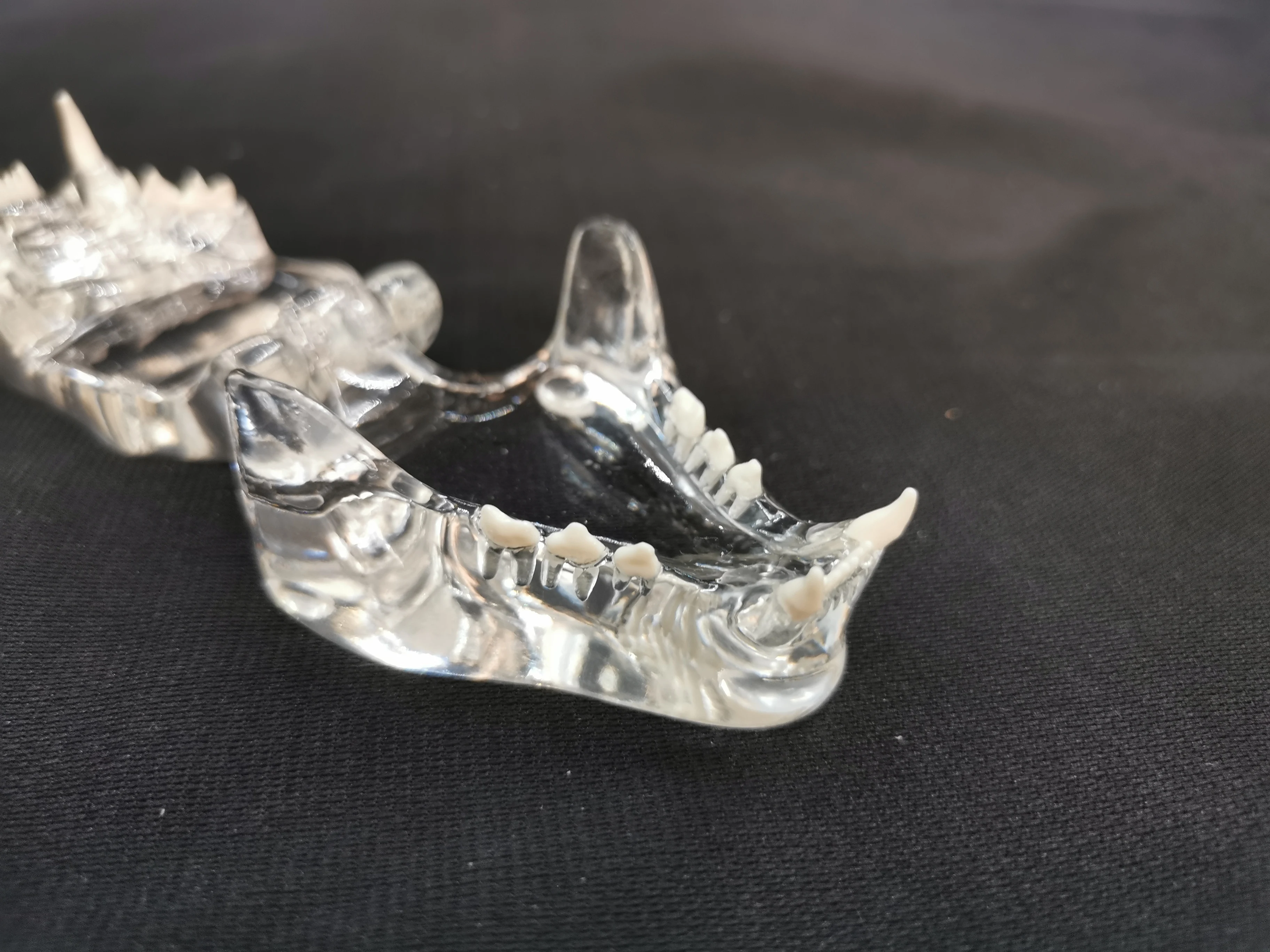 Dental Resin Transparent Dog Cat Teeth Model for Vet Teaching