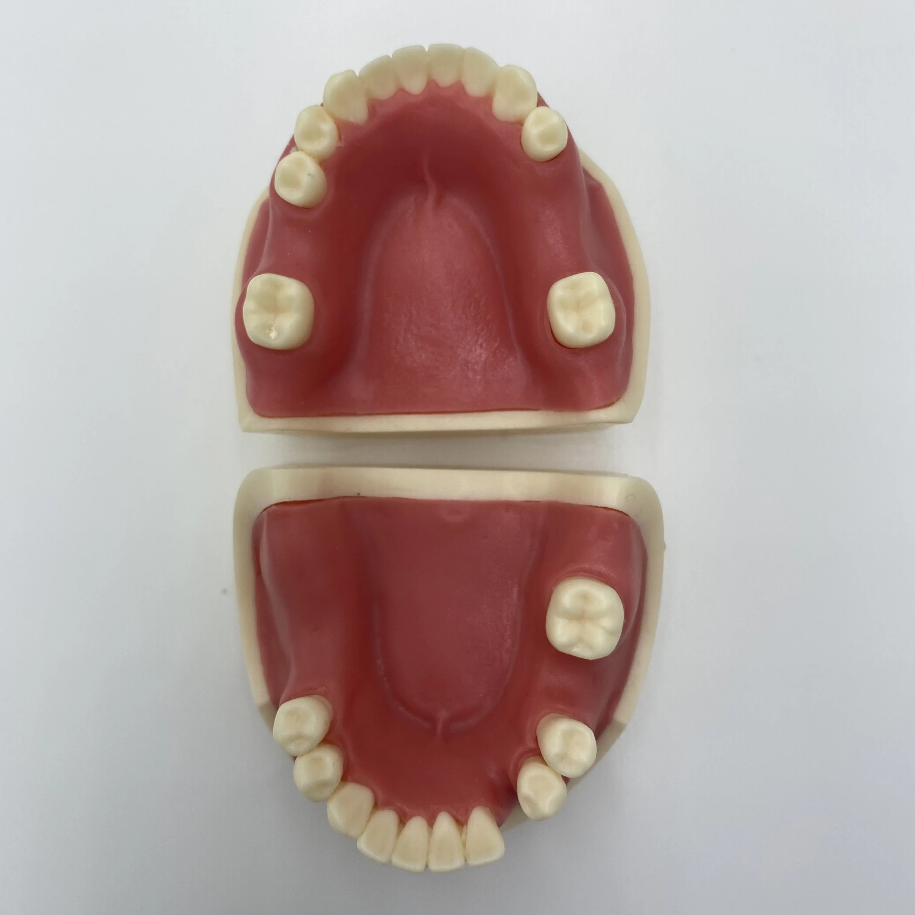 Dental Jaw Typodont Implant Model Various Custom Typodont Supply - Buy ...