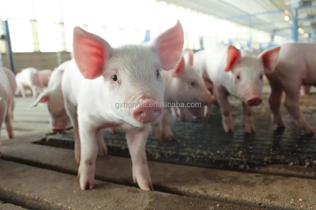 Reinforced Concrete Slats Moulds for Pig Cow Sheep Farming