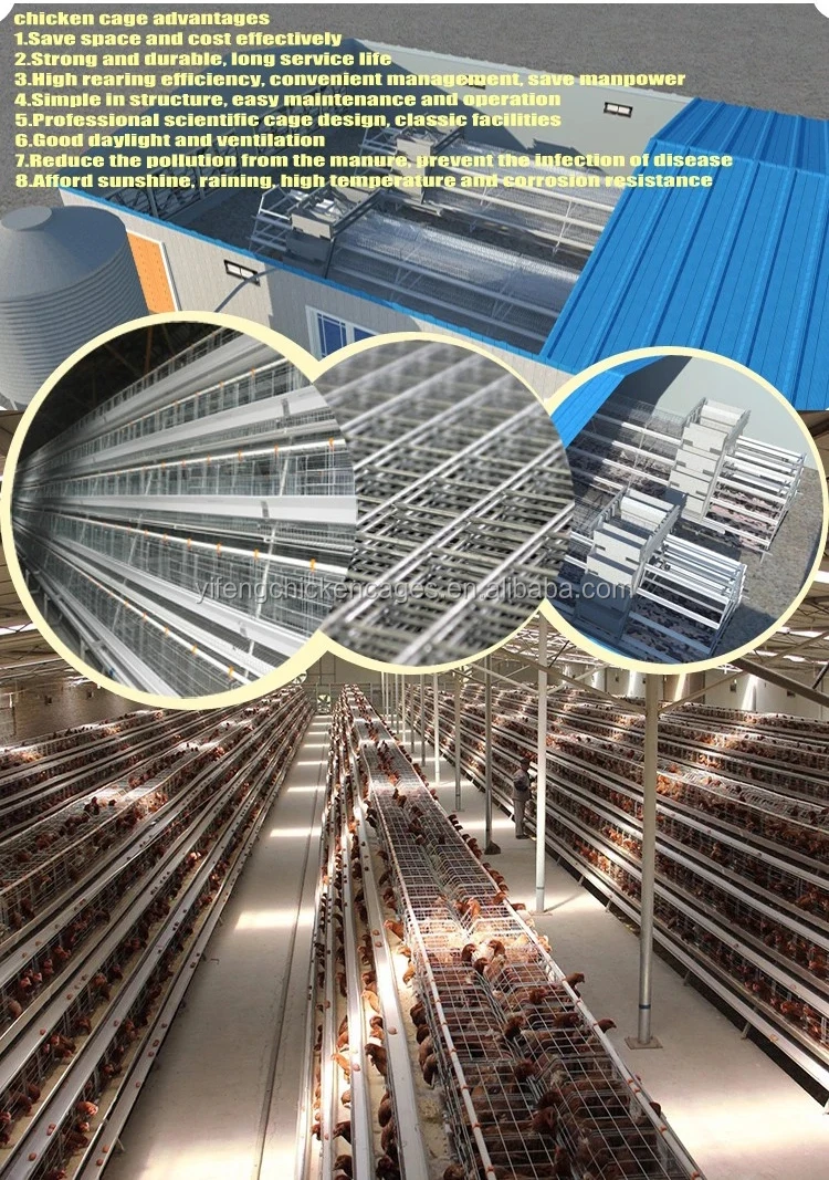 Hot Dip Galvanize Steel Big A Type Poultry Farm Equipment Battery Layer ...