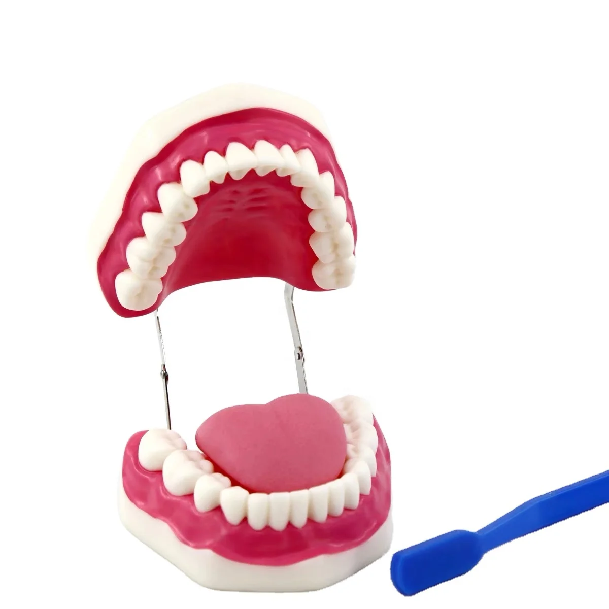 Educational Oral Dental Care Model Dental Care Model - Buy Human Teeth ...