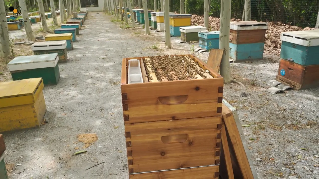 Chinese Waxed Wood Complete Bee Hive Kit Equipment Wax Coated 3-layer ...