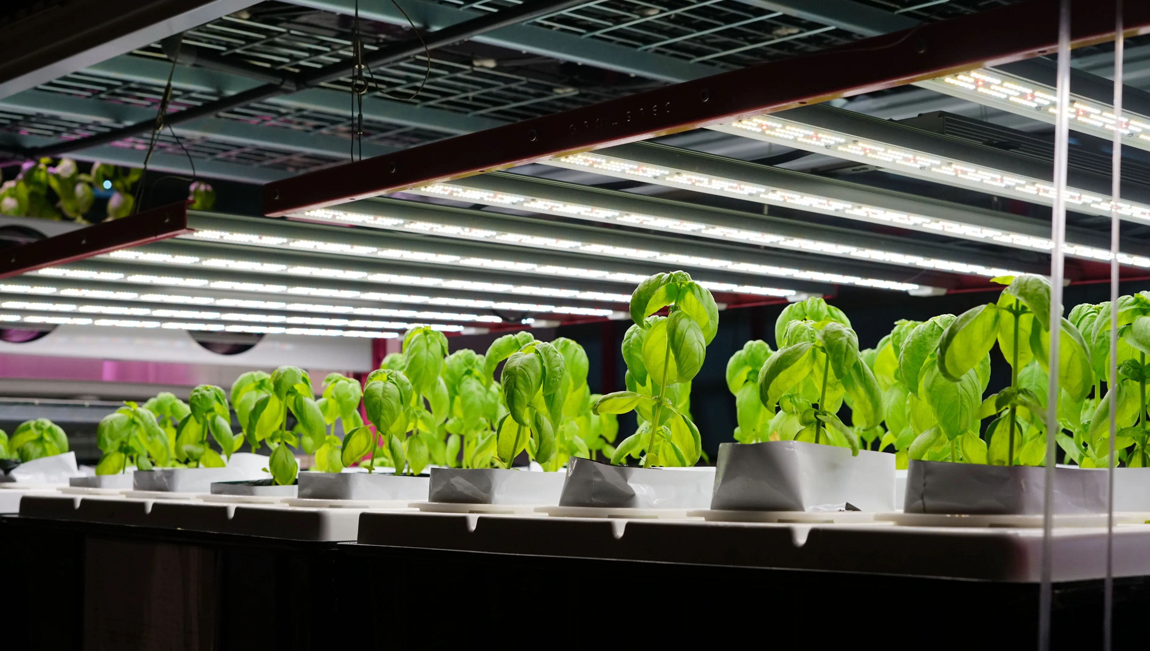 Vegetable Urban Farming Hydroponics System For Indoor Crop Growing ...