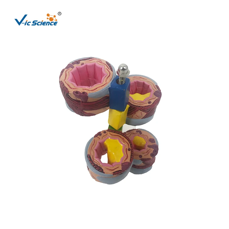 Bronchus Anatomy Model Whole Anatomical Model Lung Lung Anatomical ...