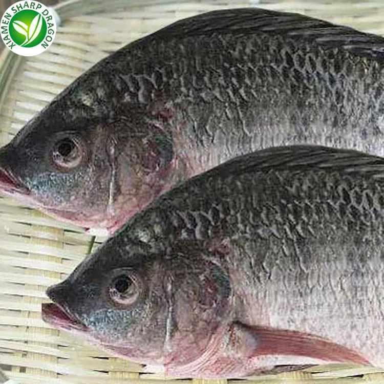 Frozen Black Whole Gutted Scaled Tilapia Fish - Nutritious & IQF Frozen ...