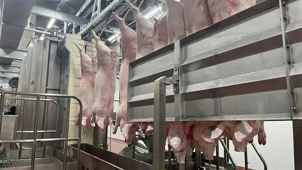 Complete Slaughterhouse Sow Slaughter Line Boar Abattoir Machine Pig ...