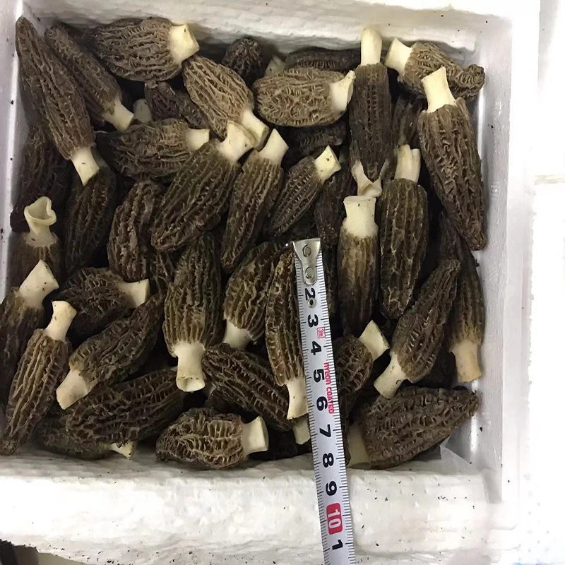 Detan Dry Morel Mushrooms With Vitamin-rich Collagen Chinese Morel ...