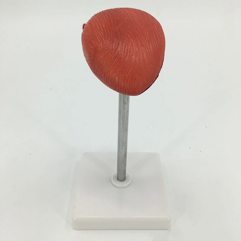 PVC Human Plastic Internal Organ Bladder Anatomy Model Magnified ...