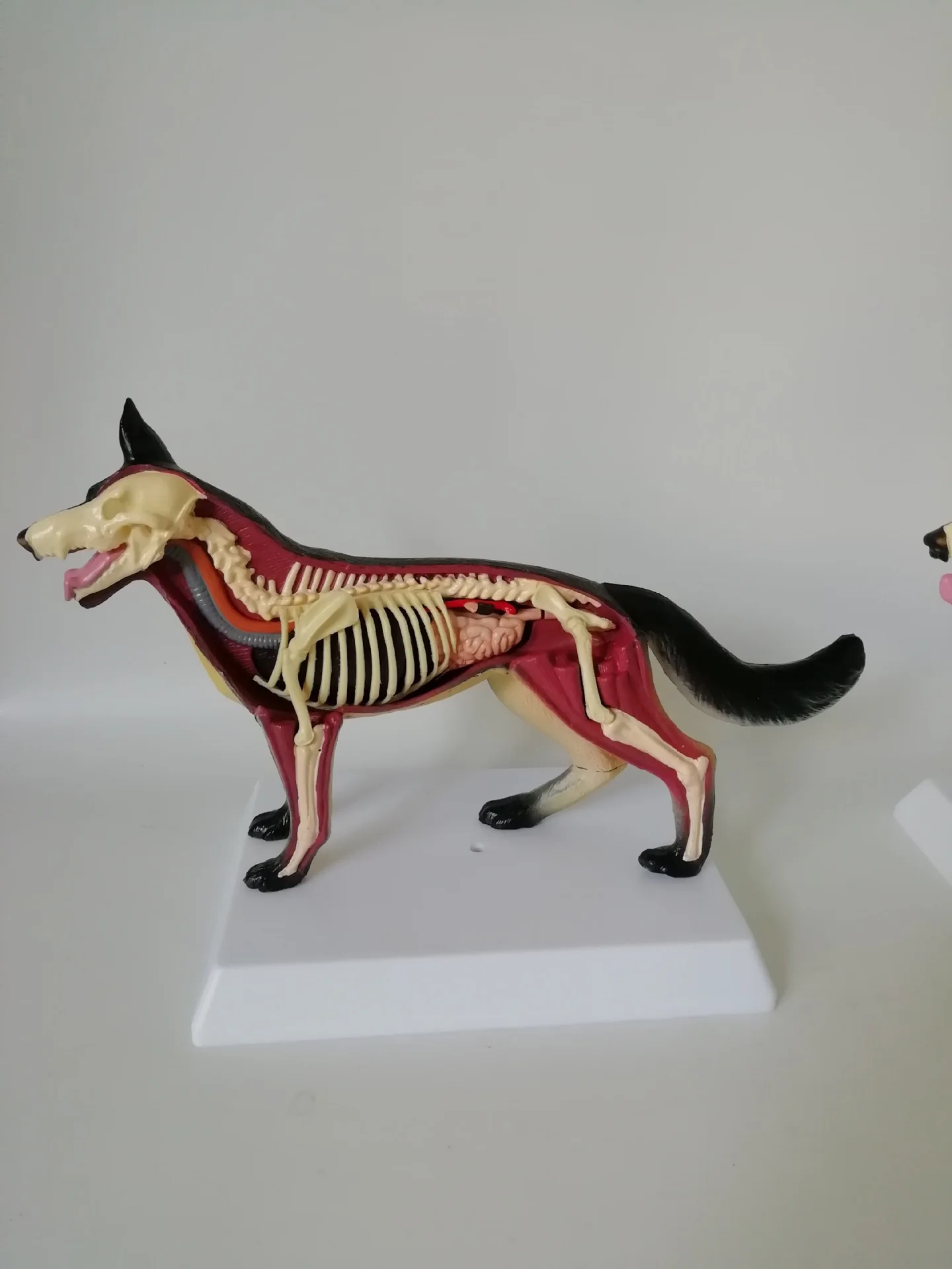 Canine Anatomical Dog Anatomy Visceral Skeleton Model
