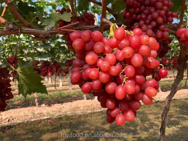 High Brix Juicy Fresh Fruit Rose Red Grape Price