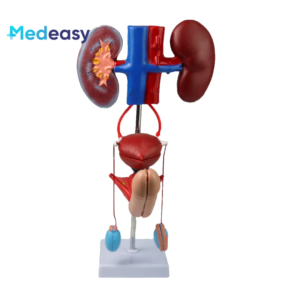 Male and Female Genitourinary System Model - Kidney Anatomy Mold
