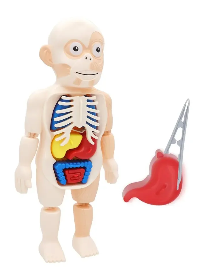 Kid 3D Puzzle Human Body Anatomy Model Educational Learning Organ Toy ...