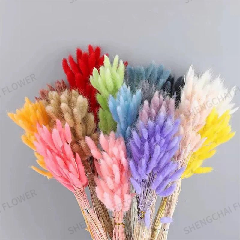Dry Flower Preserved Bunny Tails Bunny Flowersbranches Tails Pampas ...