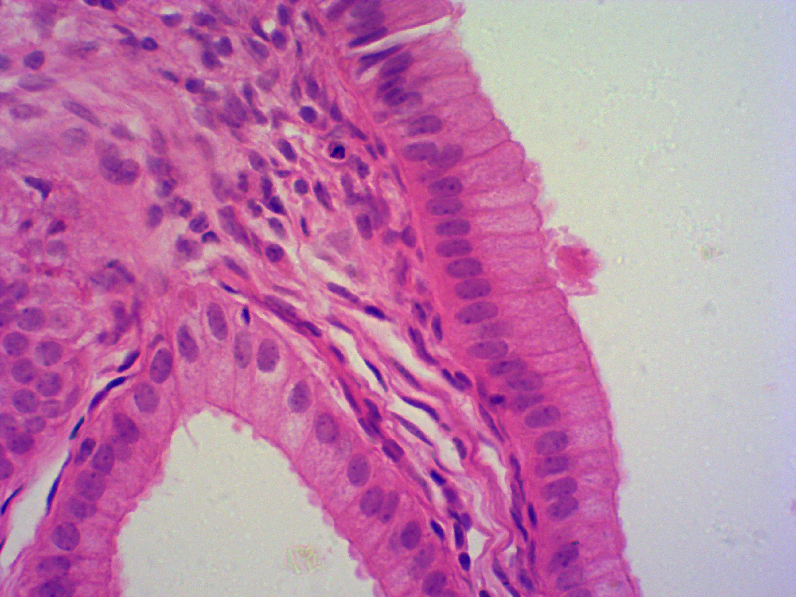 Histology Human Tissue Microscope Slides - 100pcs/box