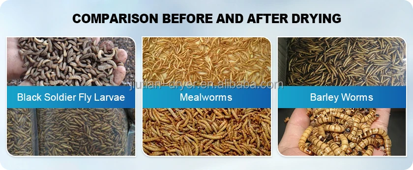 High Quality Maggots Black Soldier Fly Larvae Dryer