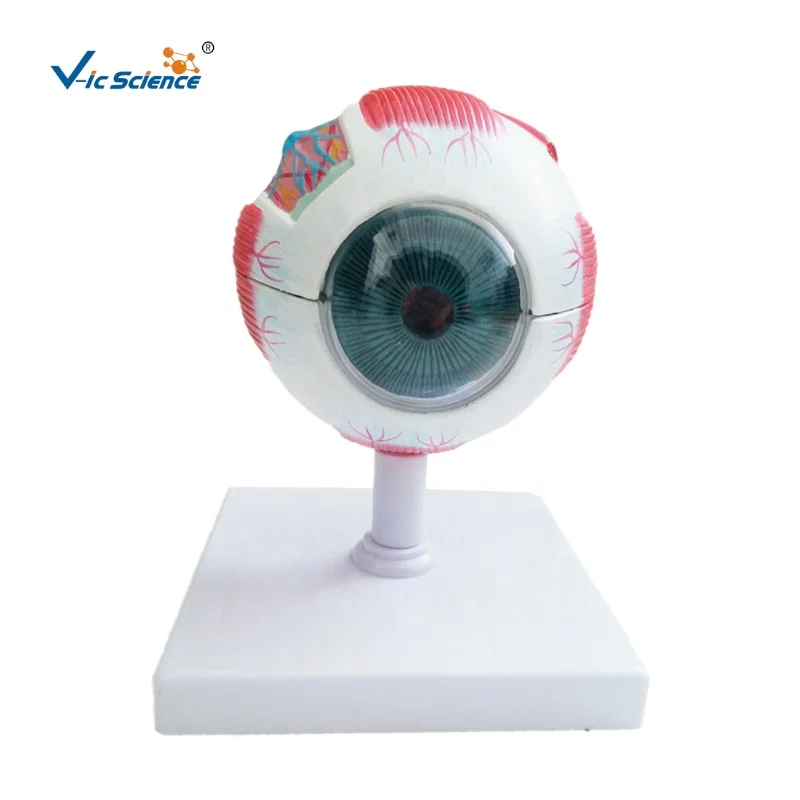 Anatomically Enlarged Eyeball Model For Medical Science Research And ...