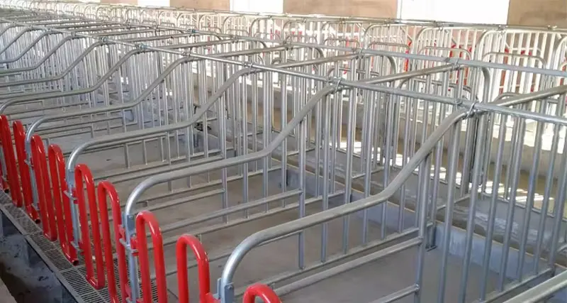 Pig Breeding Equipment - Gestation Positioning Columns