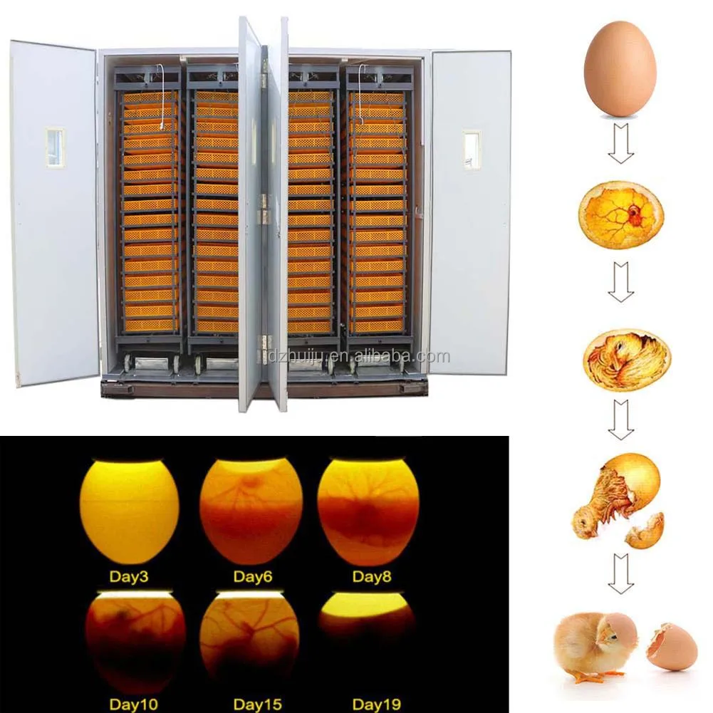 Micro-computer Controlling Fully Automatic 22528 Egg Incubator Hatcher ...