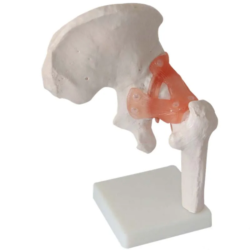 Human Anatomical Skeleton Joint Model Life Size Hip Joint Model With ...